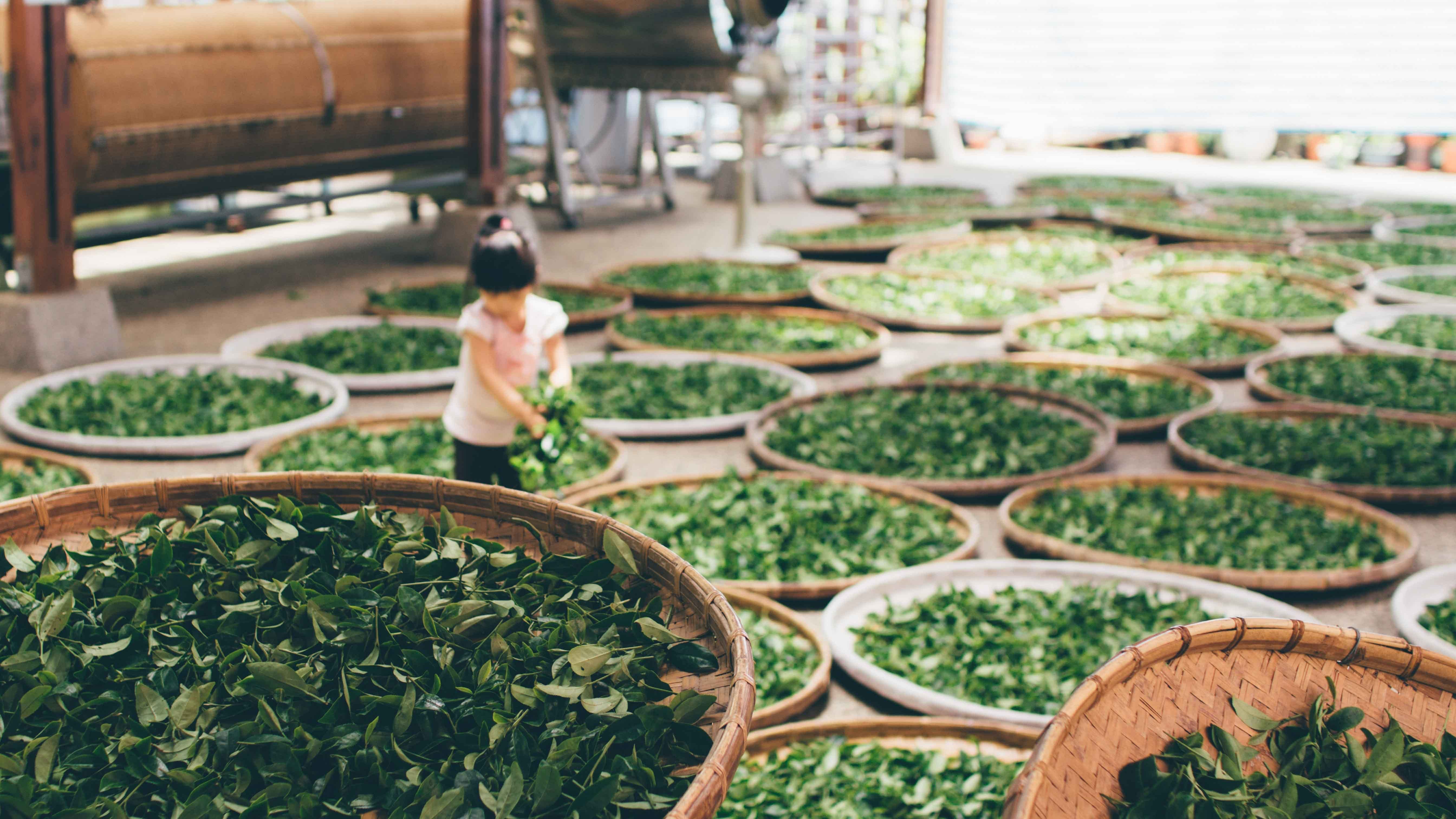 The six main tea types: what are they and how are they made?